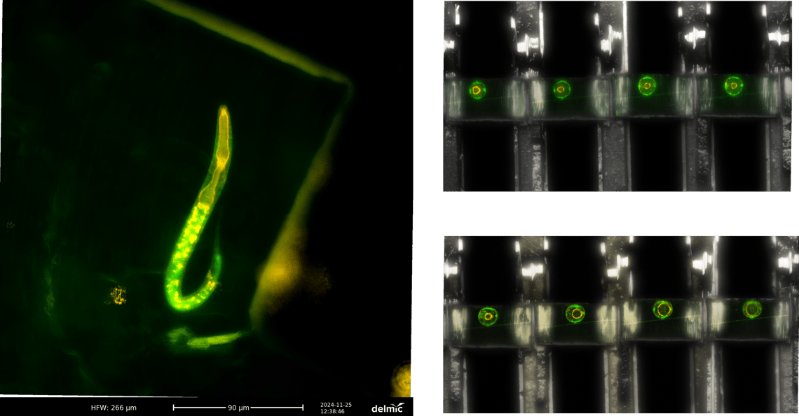 What is the difference between cryo-EM and cryo-ET?